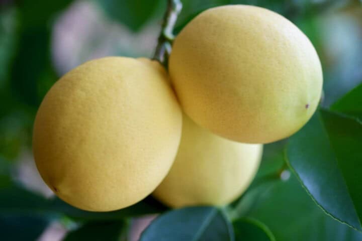 The Best Darn Lemon Cake - Good Grief Cook