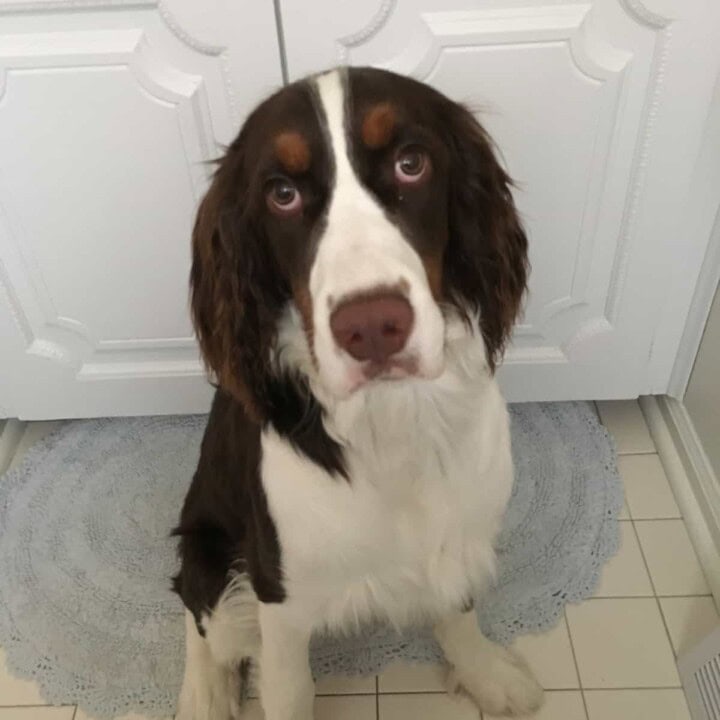 The Best Blueberry Mascarpone Push Up Pops - Good Grief Cook